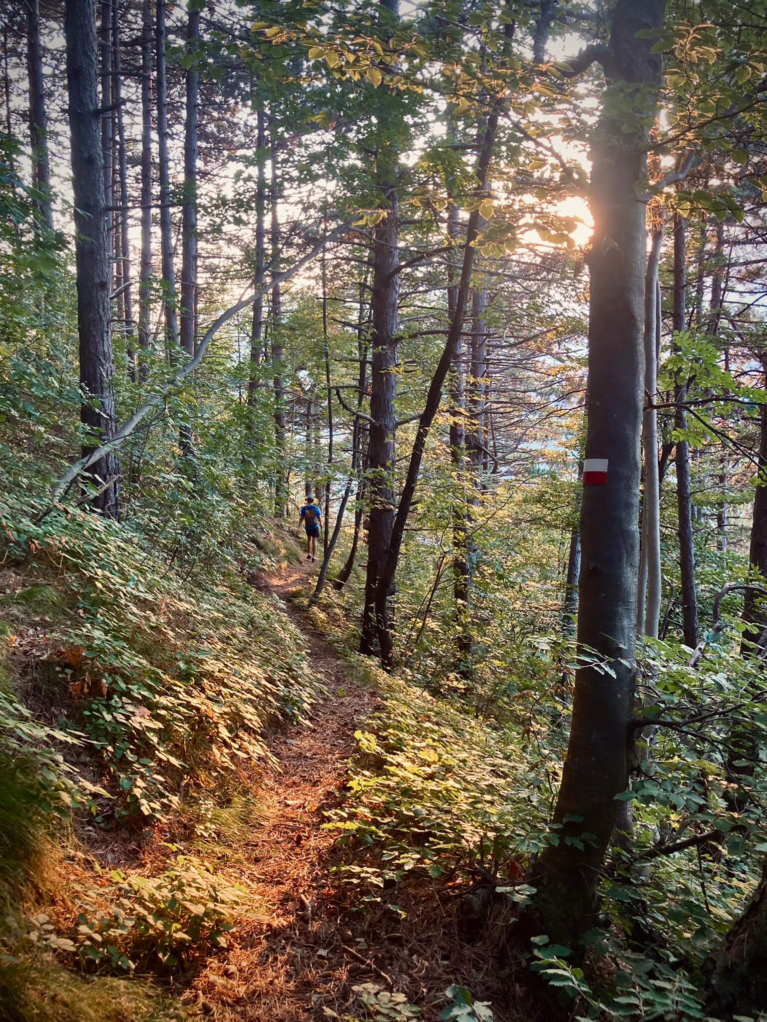 Types of walks - Filip Kňažek